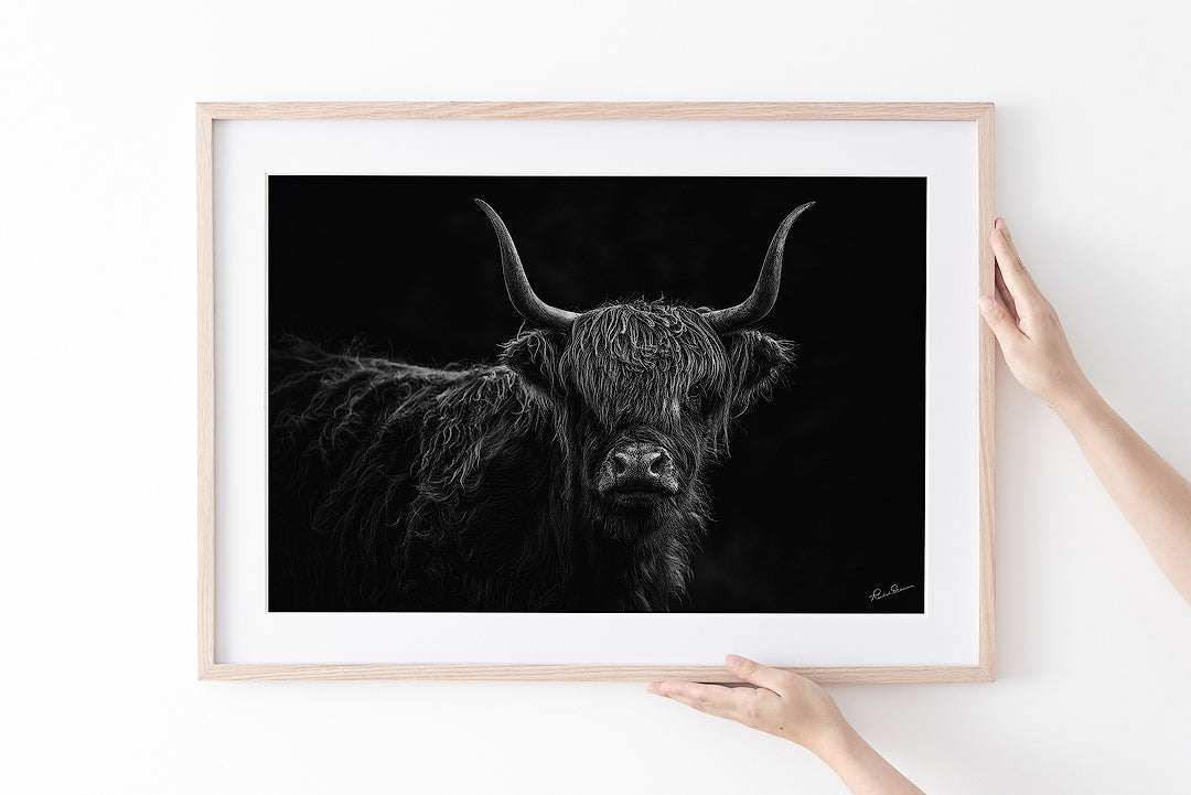Lulu - Highland Cow – Rachel Stevens Photography