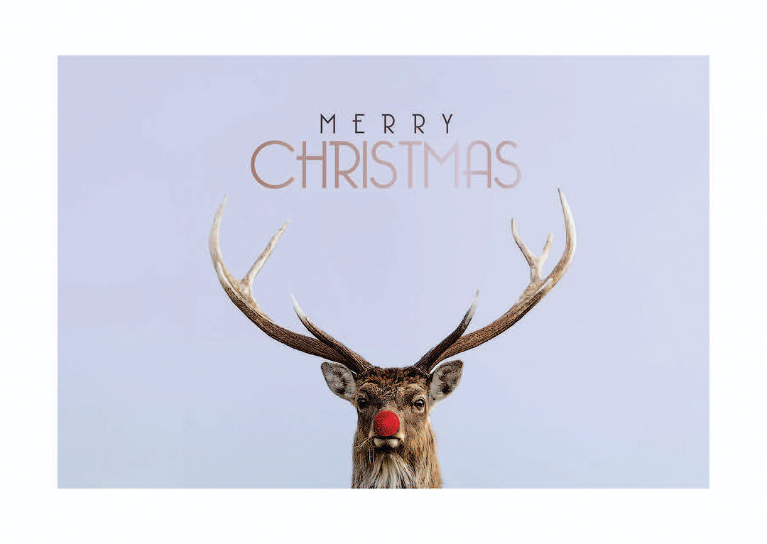 Christmas Cards – Rachel Stevens Photography